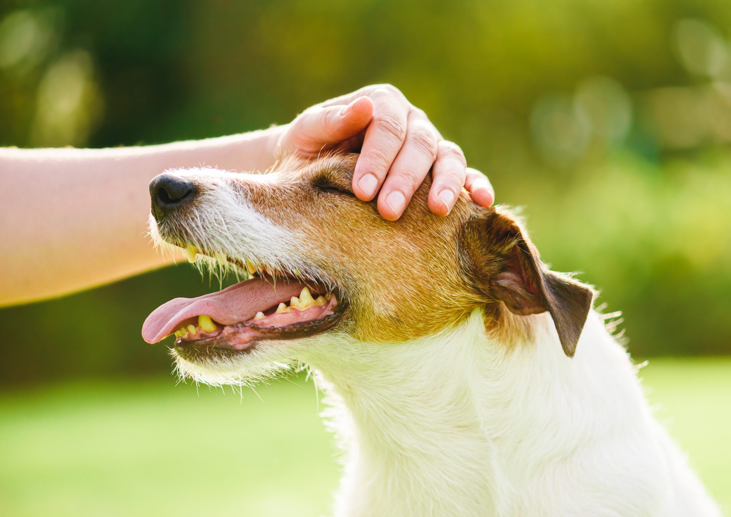 5 Dream Animal Care Jobs For Animal Lovers Training au 5 Dream Animal Care Jobs For Animal Lovers Training au